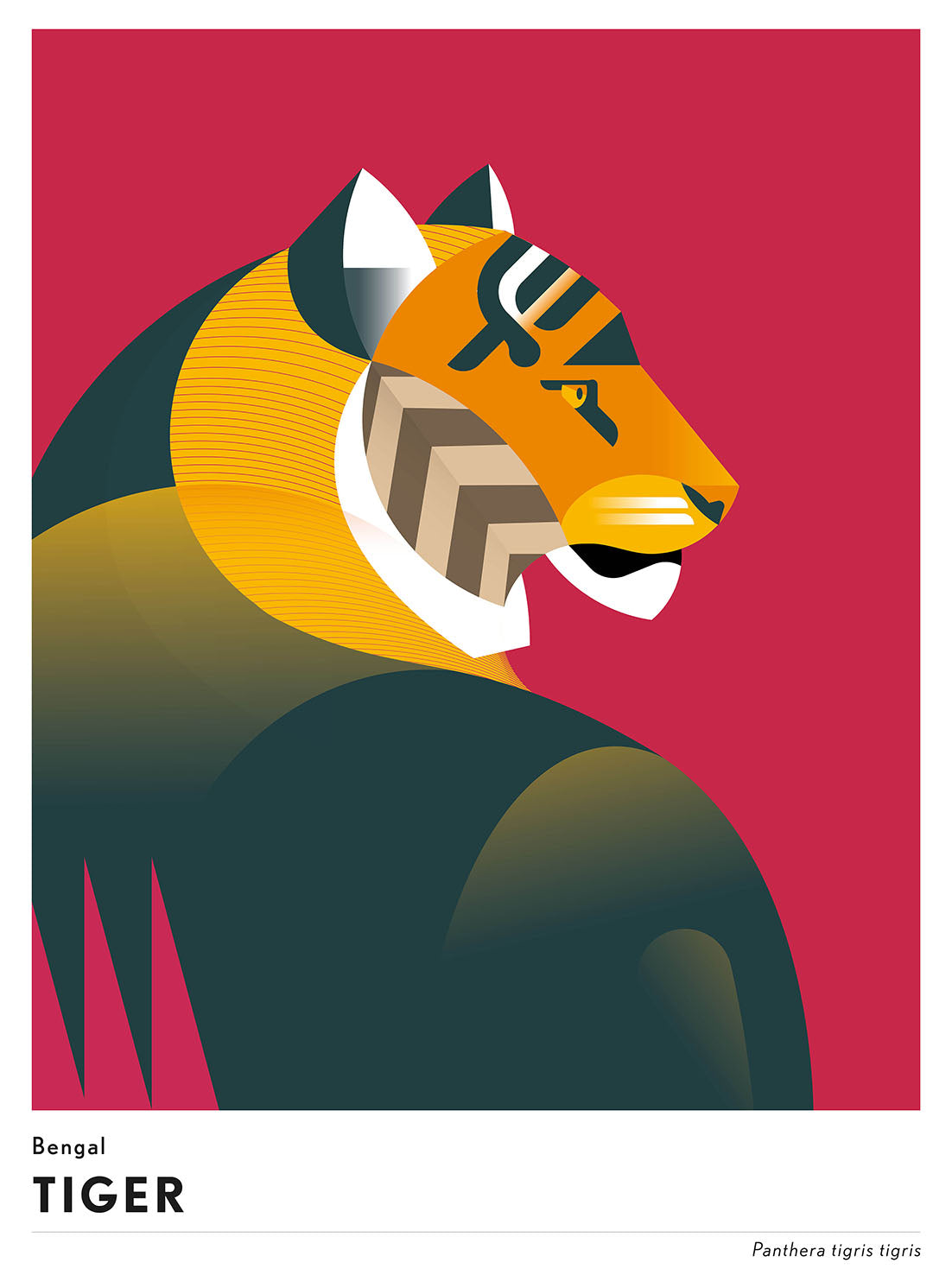 Mark Harrison - Animal Tiger – BLUE SHAKER