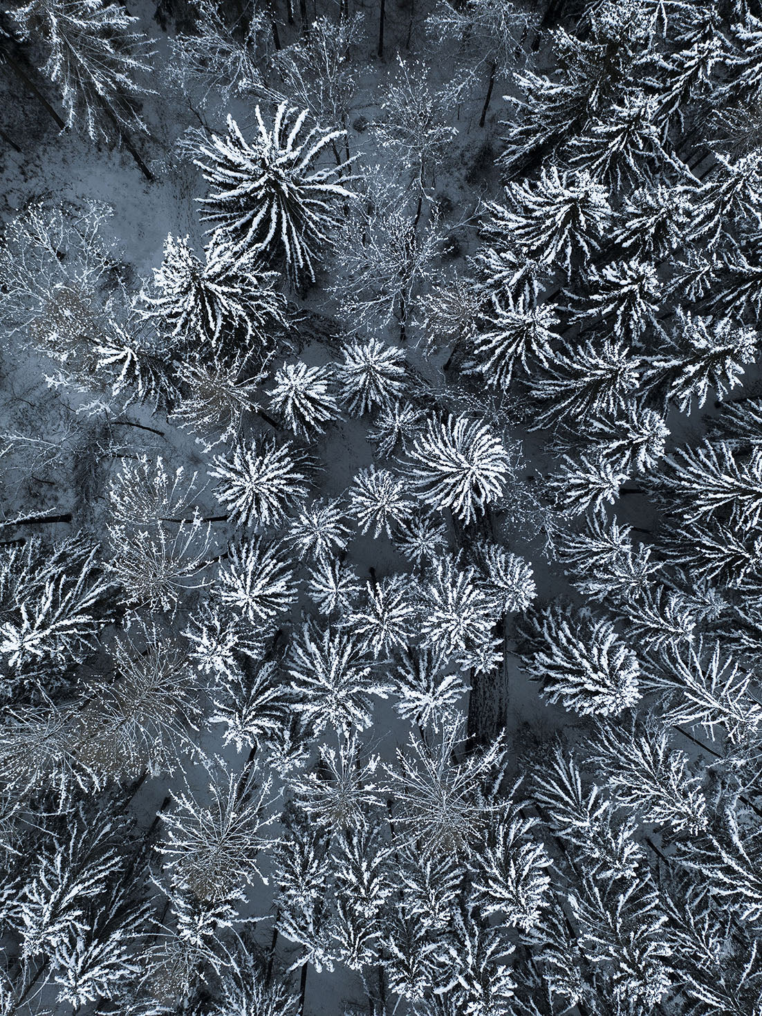 Studio Nahili - Path Through The Winter Forest – BLUE SHAKER